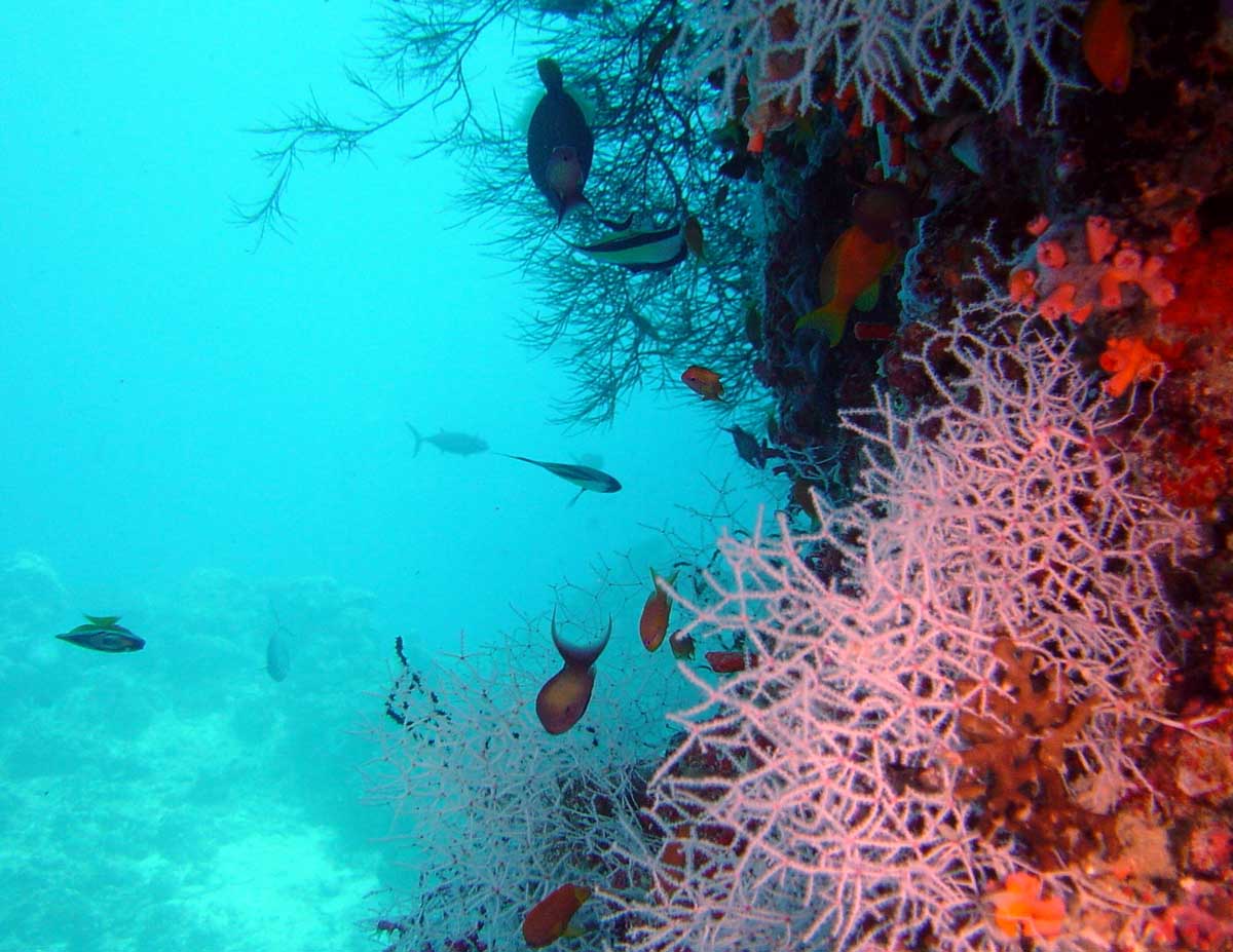 BEAUTIFUL NATURE SCENERY: UNDERWATER FISH